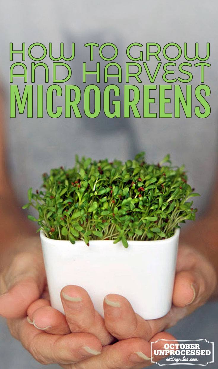 How to Grow and Harvest Microgreens - Eating Rules